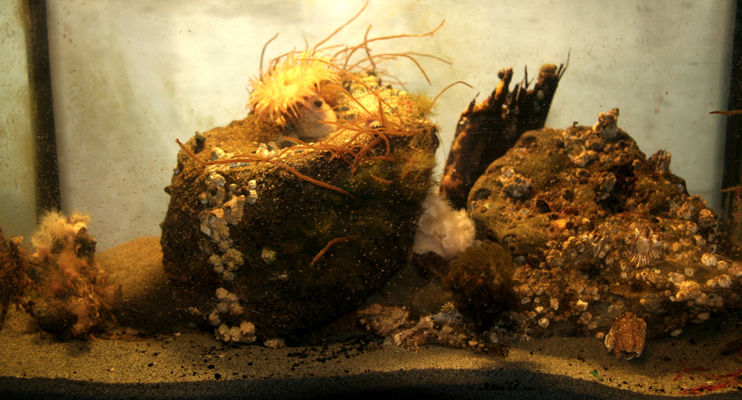 new cold water reef - Tank Shots - Nano-Reef Community
