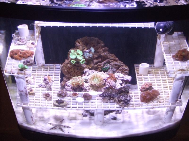 Frag Tank FTS - Community Photos - Nano-Reef Community