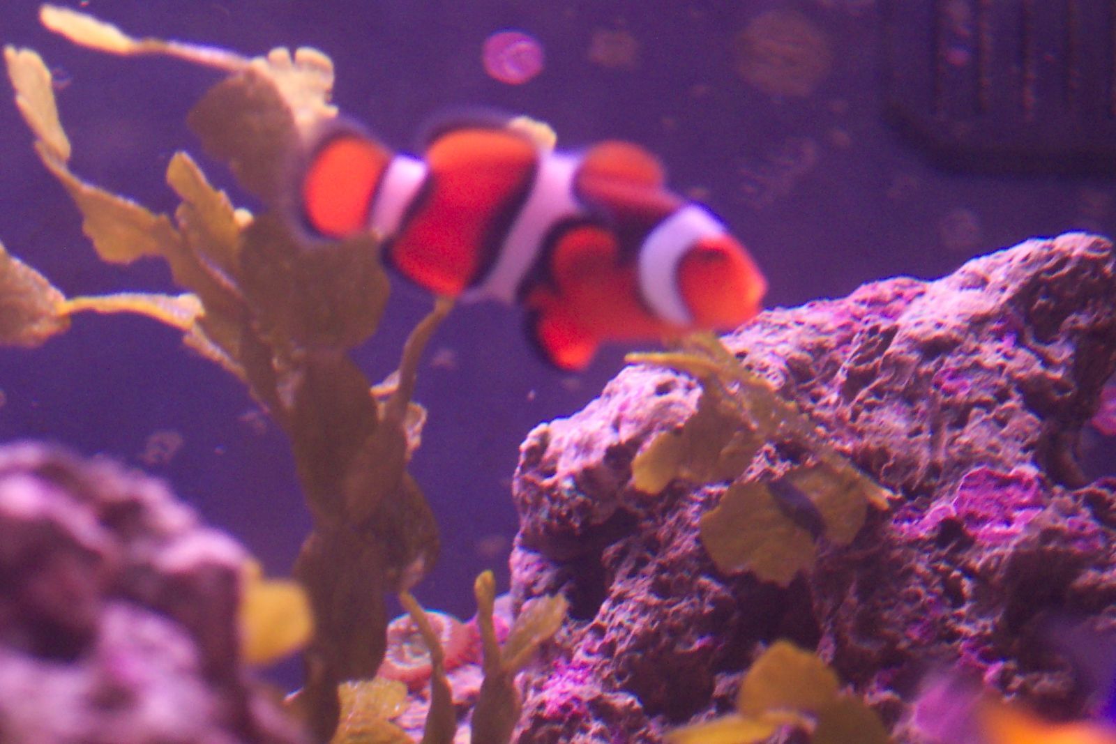 Nemo - Clownfish - Nano-Reef Community