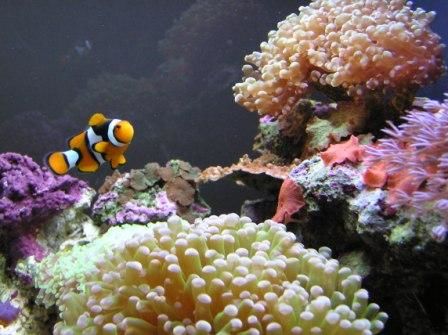 clownfish_nano - Community Photos - Nano-Reef Community
