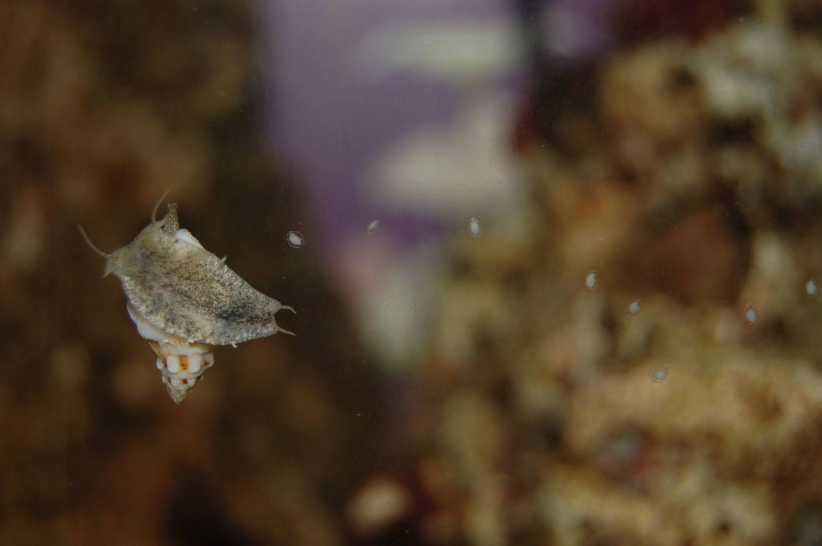 Nassarius Eggs - Community Photos - Nano-Reef Community