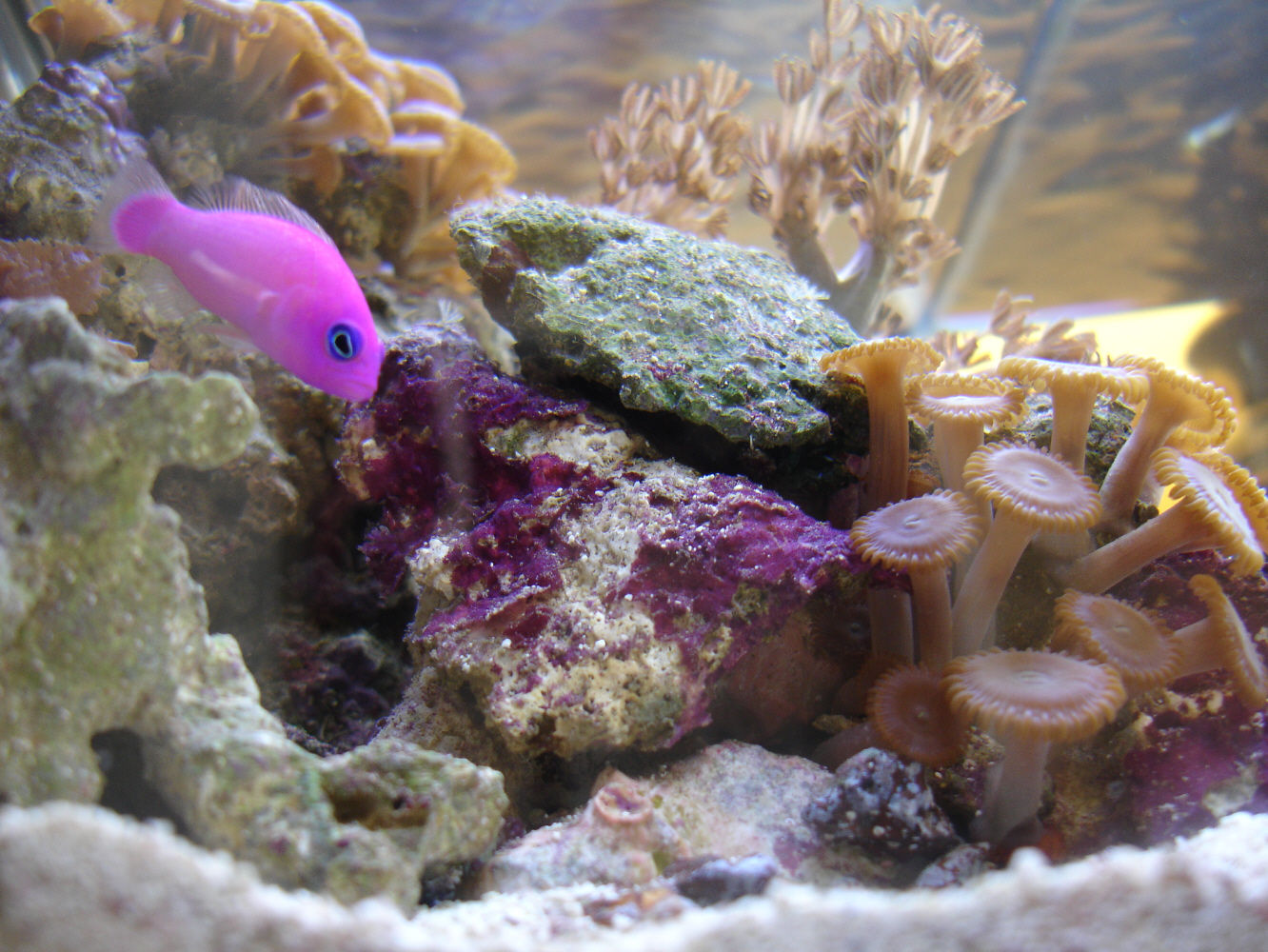 purplefish - Community Photos - Nano-Reef Community