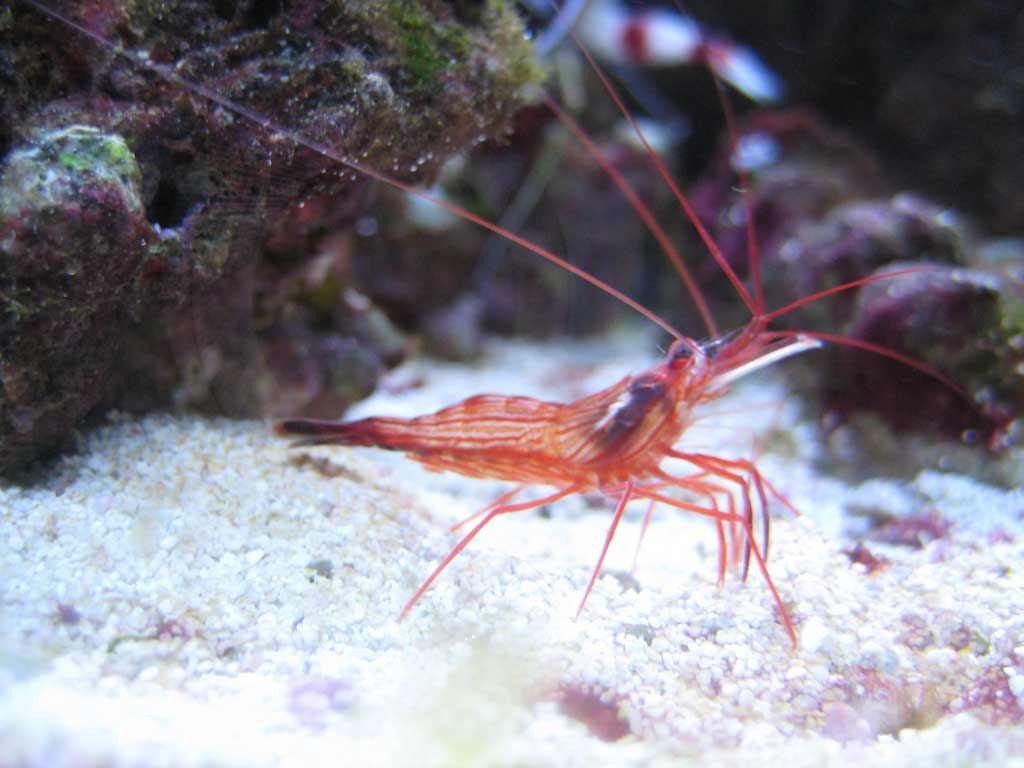Peppermint Shrimp - Community Photos - Nano-Reef Community