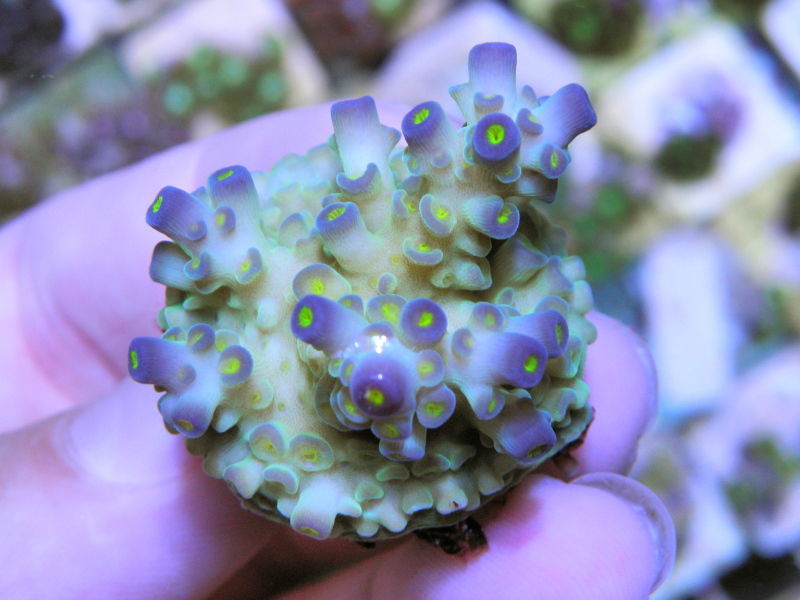 Ice Queen tenuis - Community Photos - Nano-Reef Community