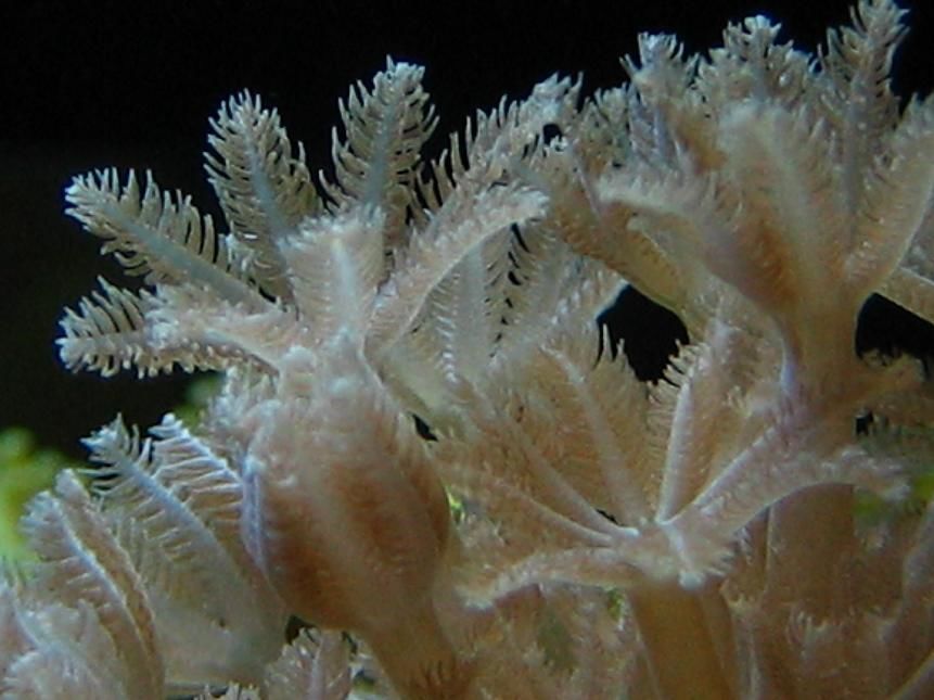 Pulsing Xenia - Community Photos - Nano-Reef Community
