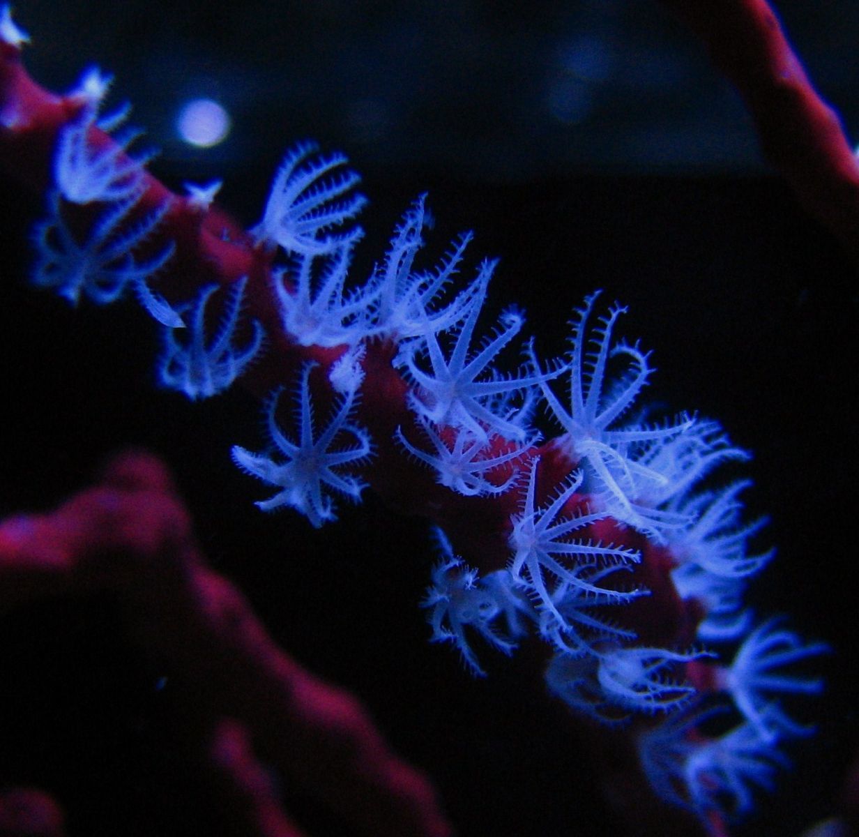 Night Polyps - NPS Corals - Nano-Reef Community