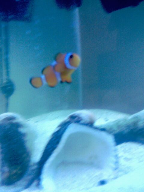 My first fish - Community Photos - Nano-Reef Community
