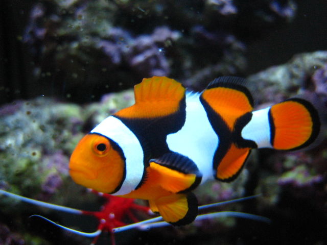 My Percula - Community Photos - Nano-Reef Community