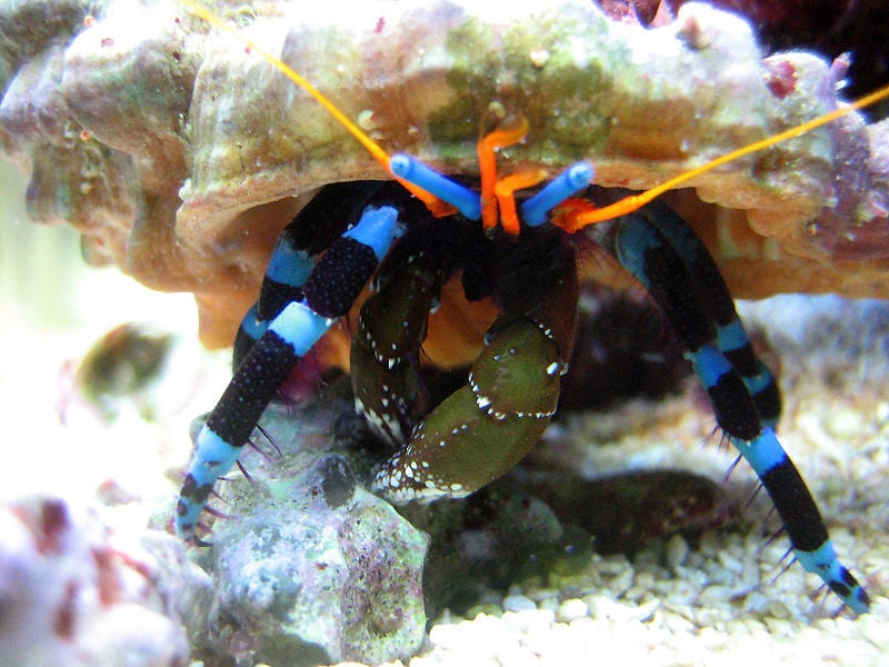 Electric Blue Hermit Crab - Community Photos - Nano-Reef Community