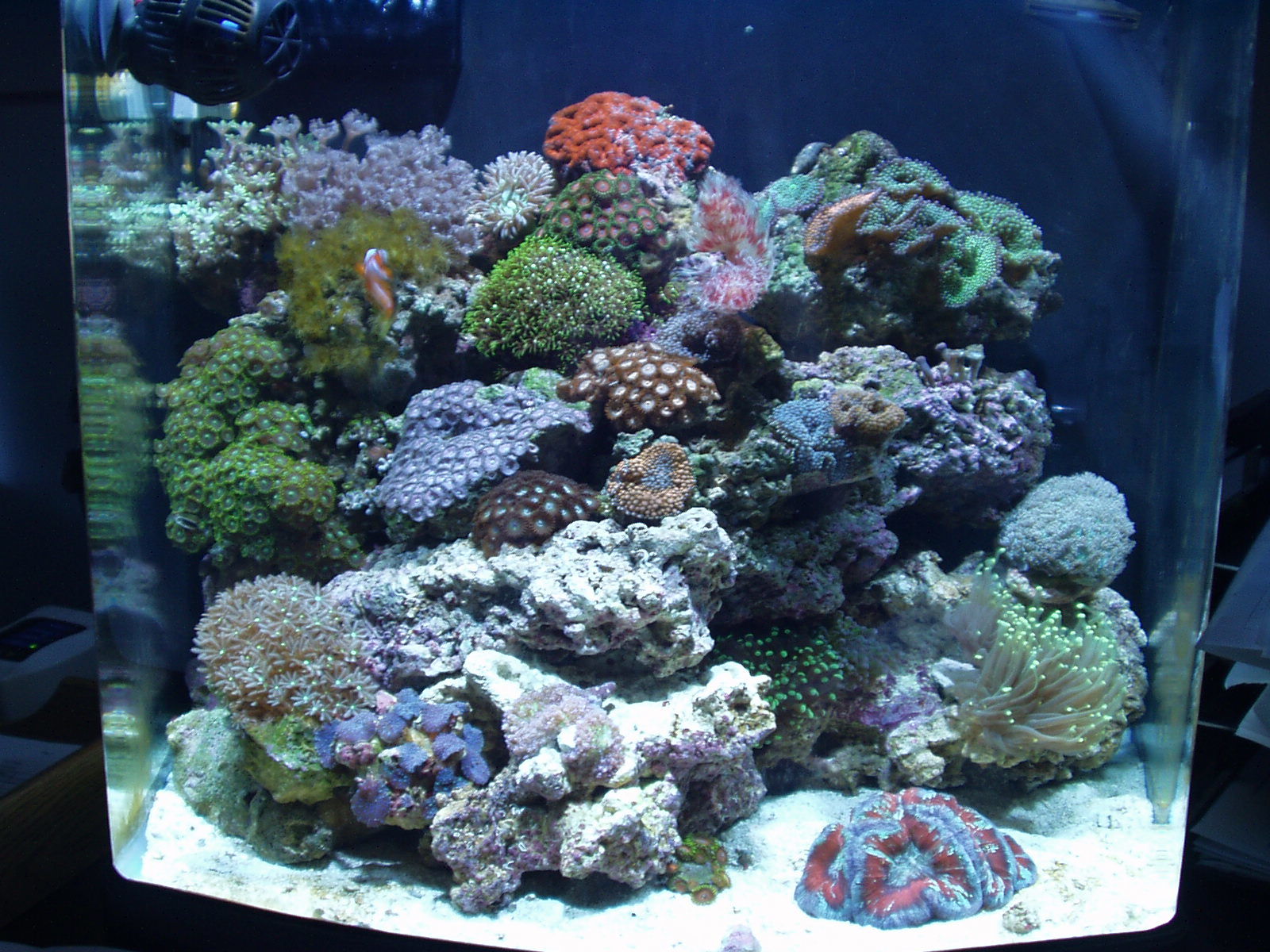 Updated Pics*** Matt's 24 Gal Nano - Community Photos - Nano-Reef Community