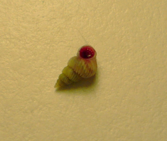 Pyramid snail bleeding? - Community Photos - Nano-Reef Community
