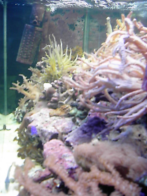 my 55 gal reef tank - Community Photos - Nano-Reef Community