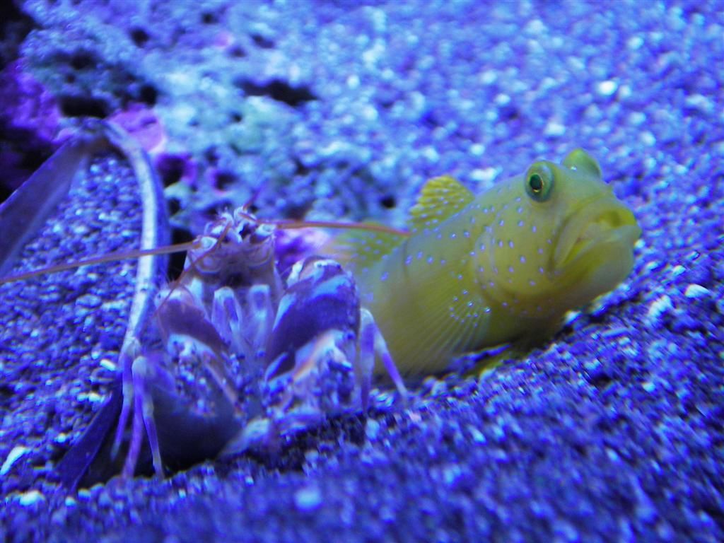 Tiger Pistol Shrimp and Yellow Watchman Goby - Community Photos - Nano ...