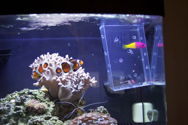 Homemade Bastage Chamber... - Community Photos - Nano-Reef Community