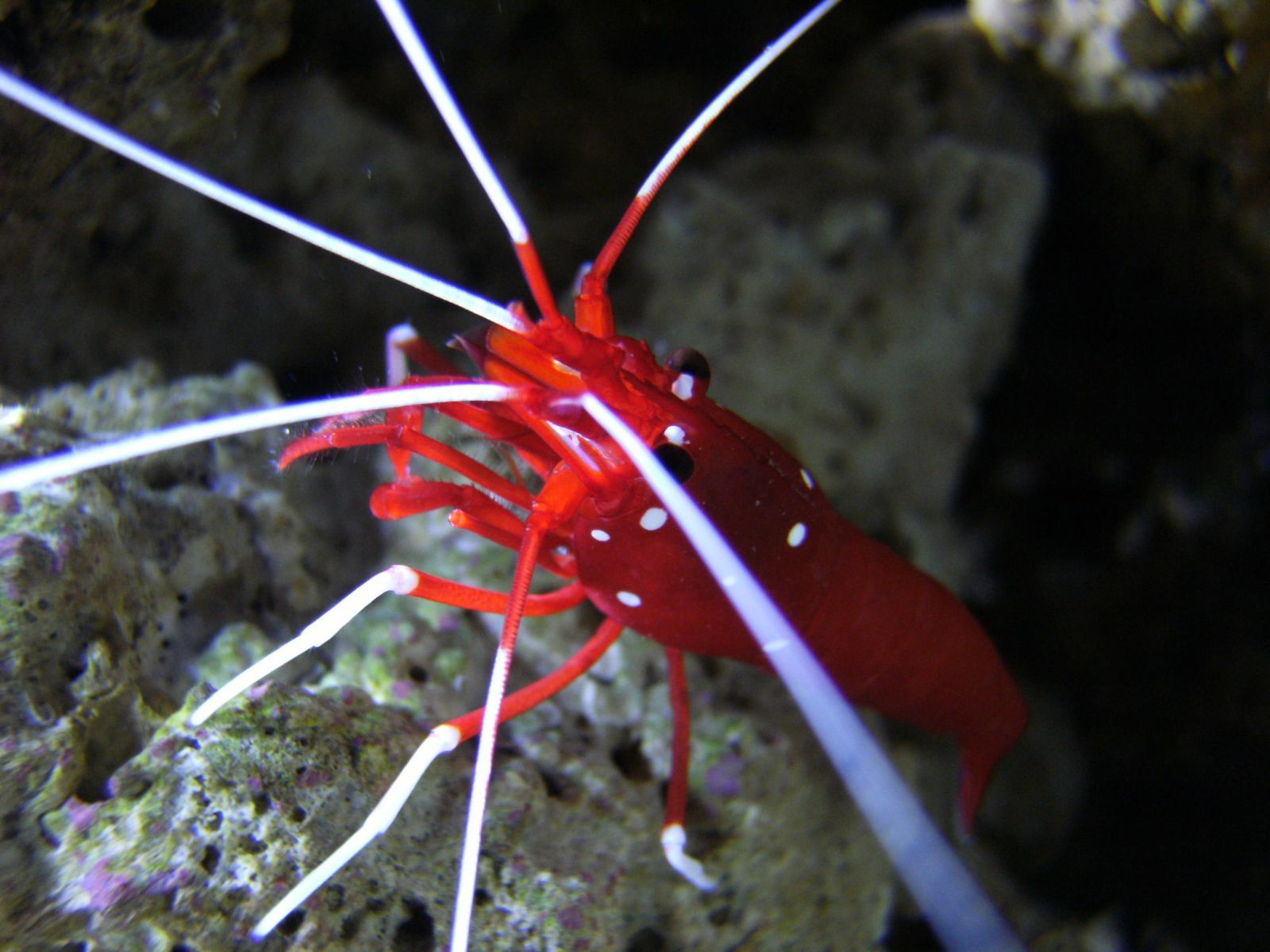 Fire Shrimp - Community Photos - Nano-Reef Community