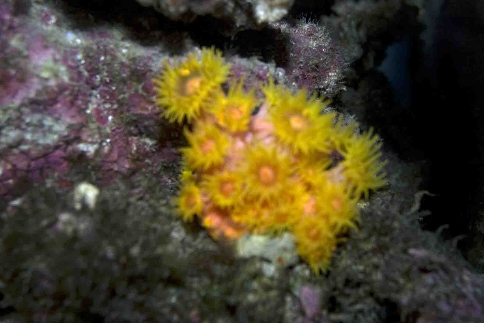 sunpolyps - Community Photos - Nano-Reef Community