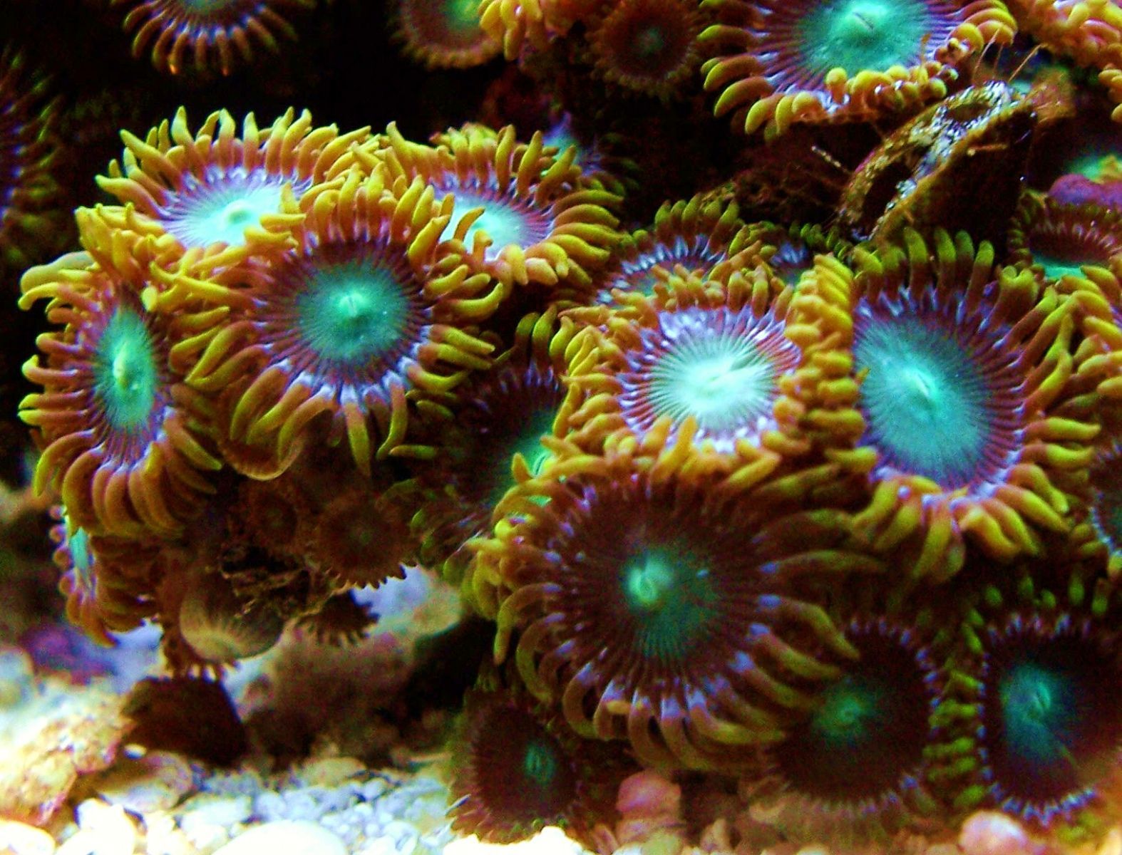 more zoas - Soft Corals - Nano-Reef Community