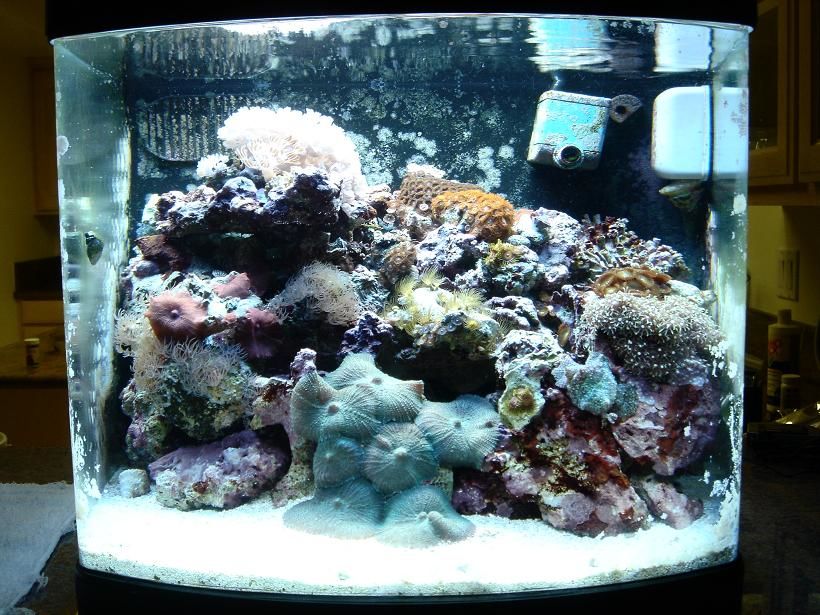 tank shot - Tank Shots - Nano-Reef Community