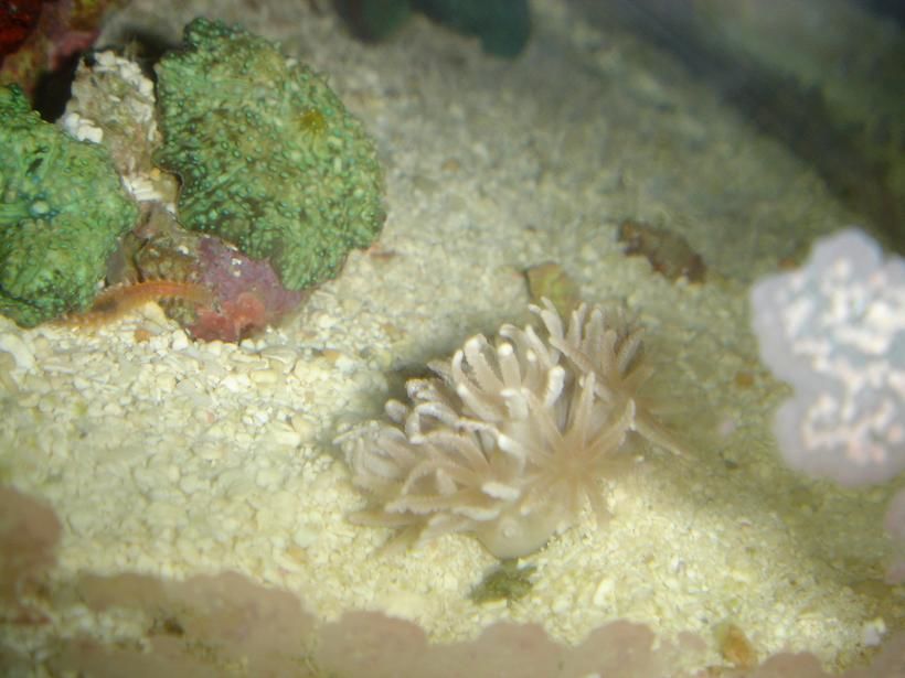 xenia snail - Community Photos - Nano-Reef Community