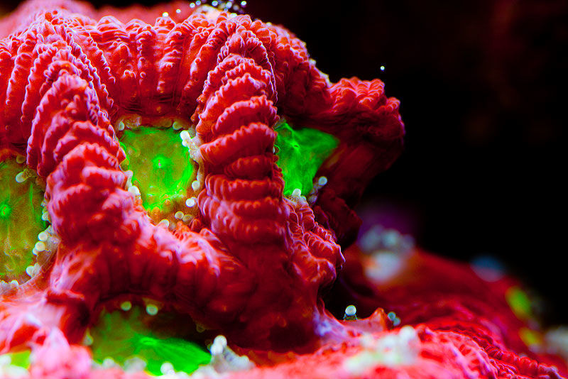 war coral - Community Photos - Nano-Reef Community
