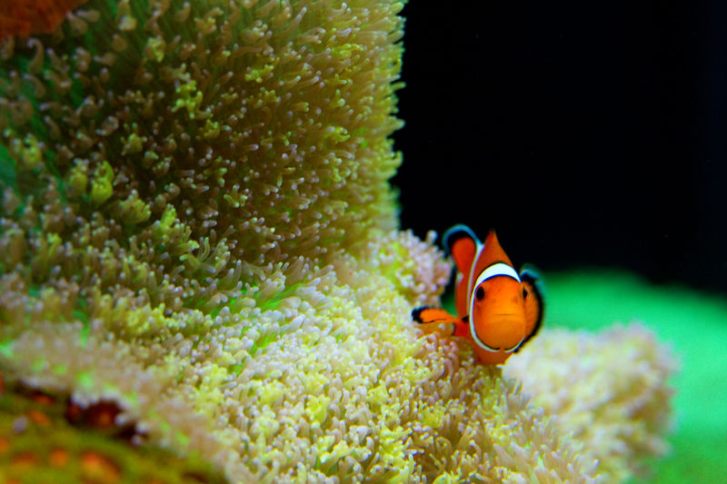 Clownfish - Community Photos - Nano-Reef Community