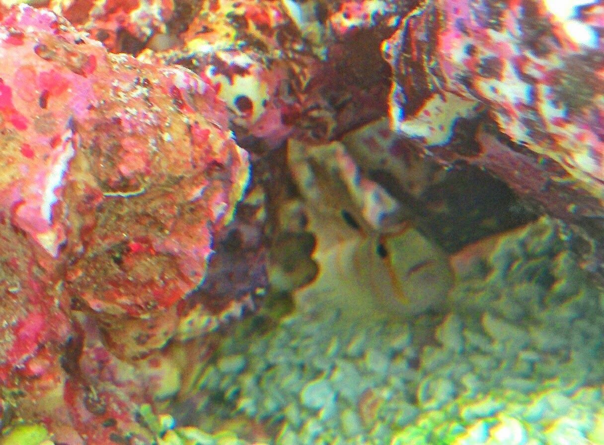 Orange Banded Prawn Goby - Fish - Nano-Reef Community