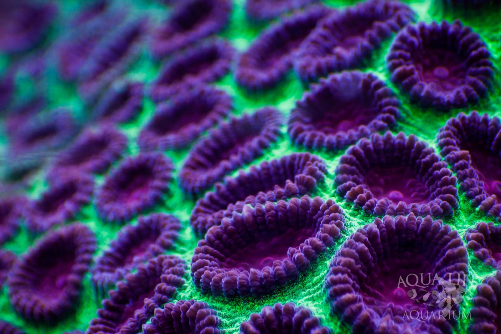 Moon Coral - Community Photos - Nano-Reef Community