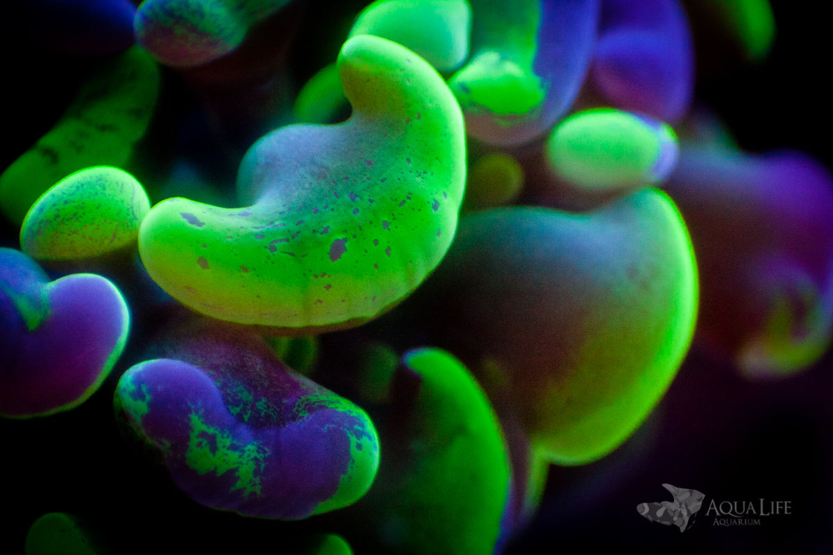 Multi-Color Metallic Hammer Coral - LPS Corals - Nano-Reef Community