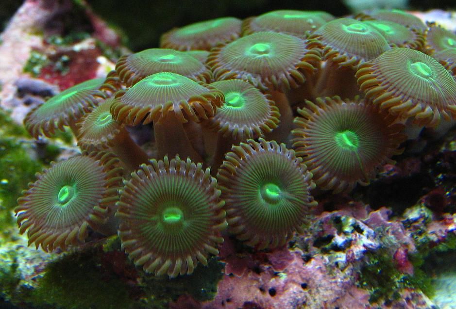 Polyps - Soft Corals - Nano-Reef Community