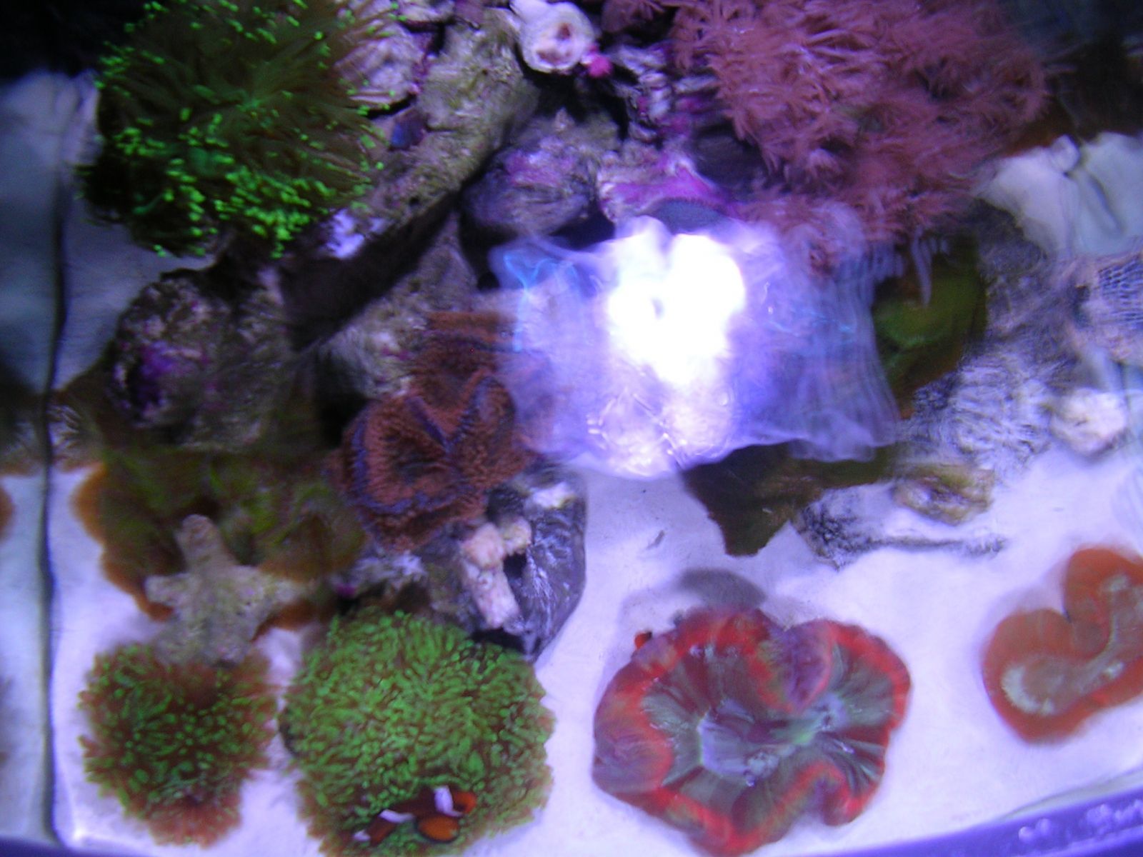 top view - Tank Shots - Nano-Reef Community