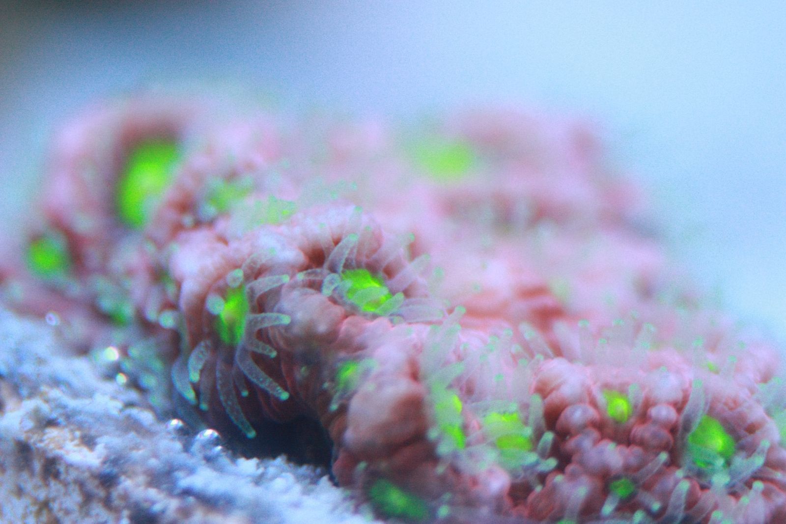 war coral - LPS Corals - Nano-Reef Community