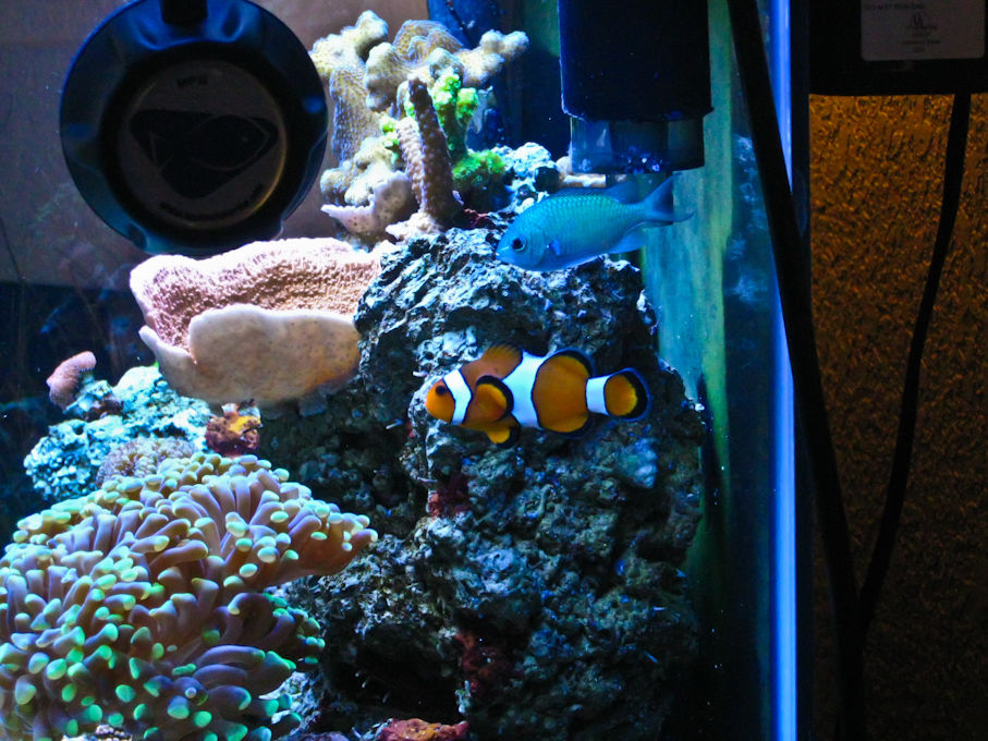 Blue/Green Reef Chromis & Ocellaris Clownfish - Fish - Nano-Reef Community