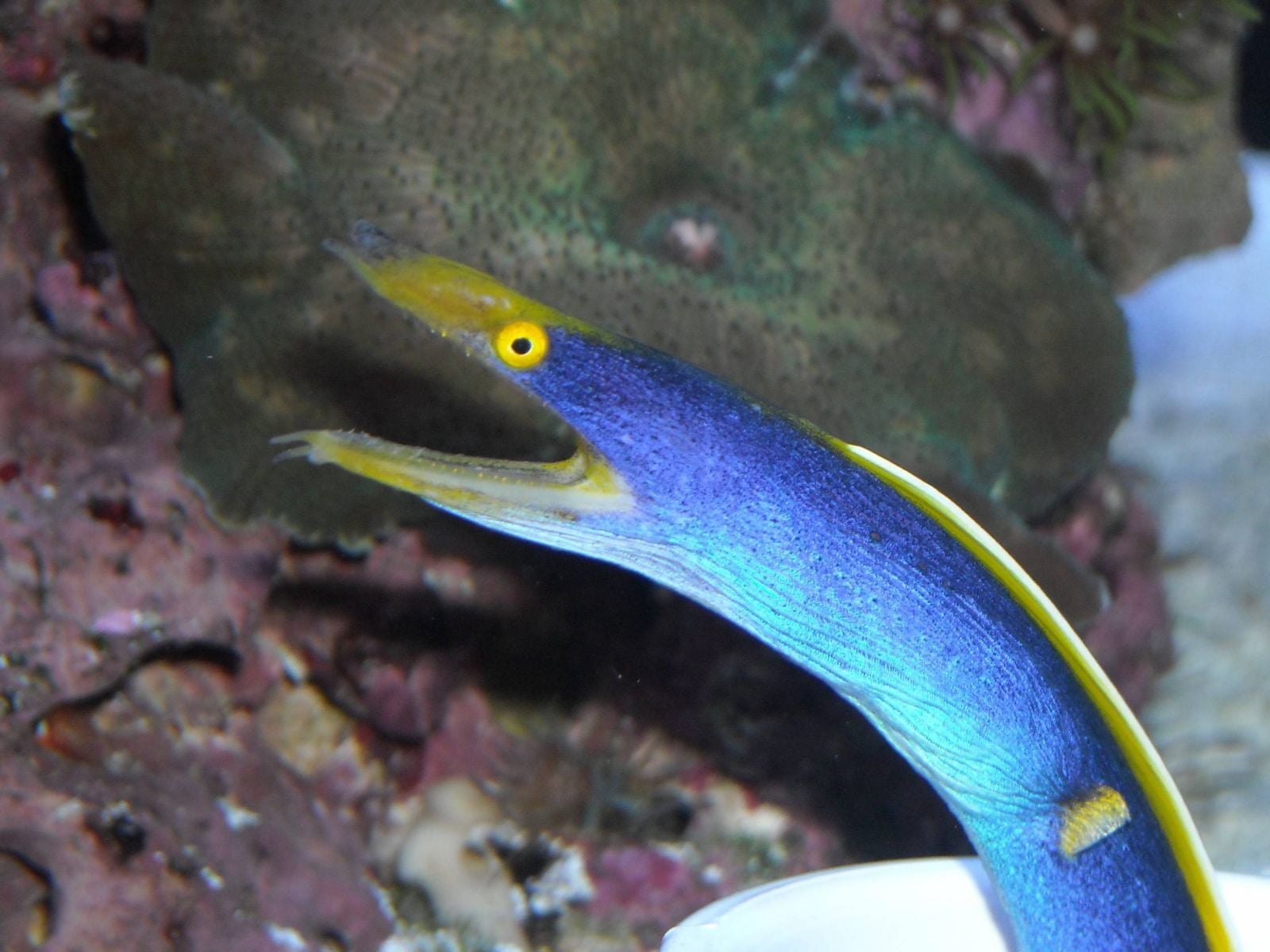 Blue Ribbon Eel - Community Photos - Nano-Reef Community