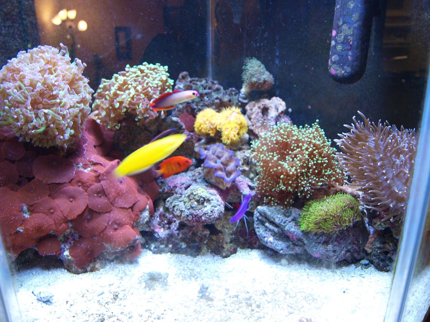 44 GALLON PENTAGON - Community Photos - Nano-Reef Community