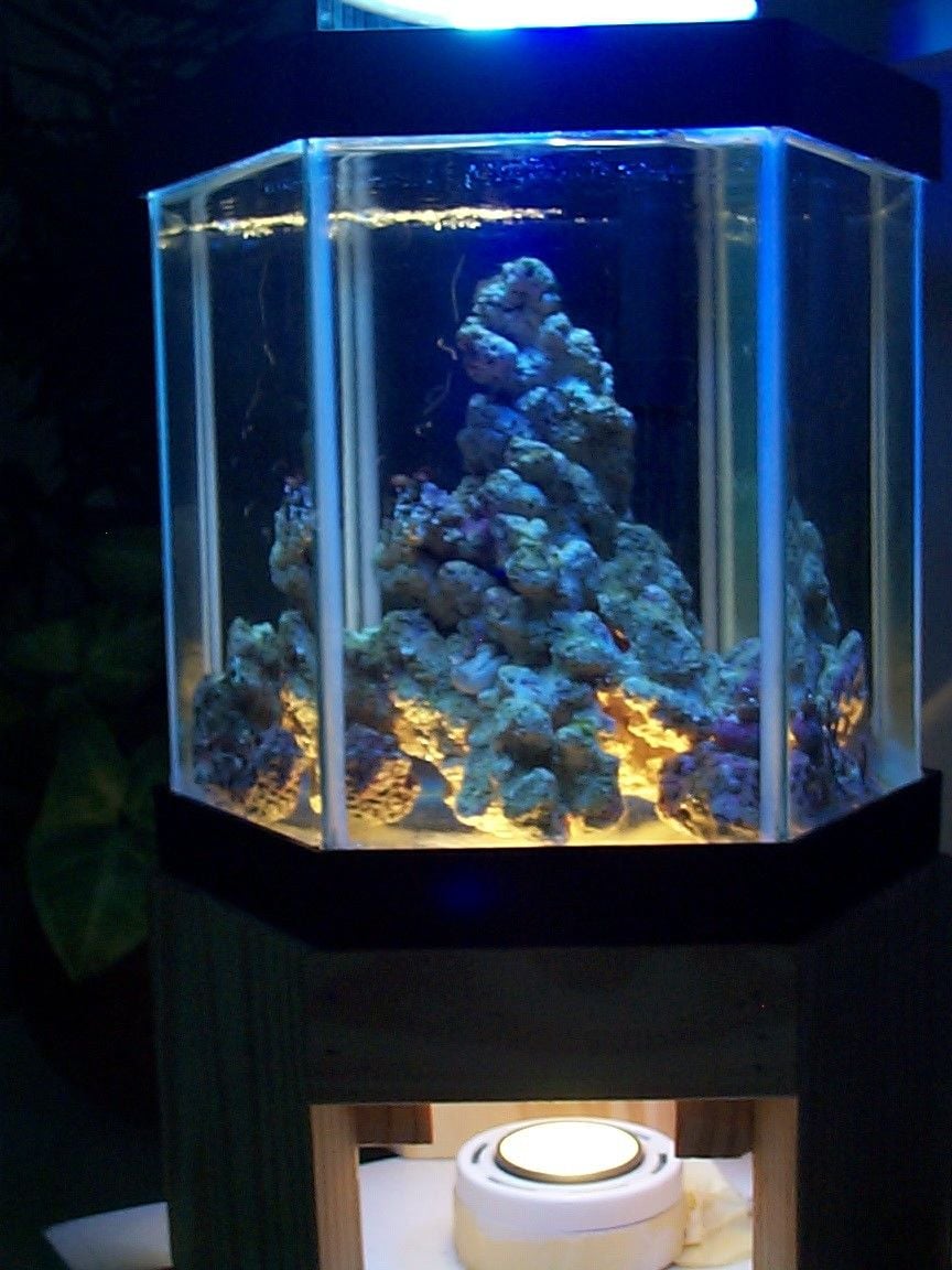 my new 1 gal. - Tank Shots - Nano-Reef Community