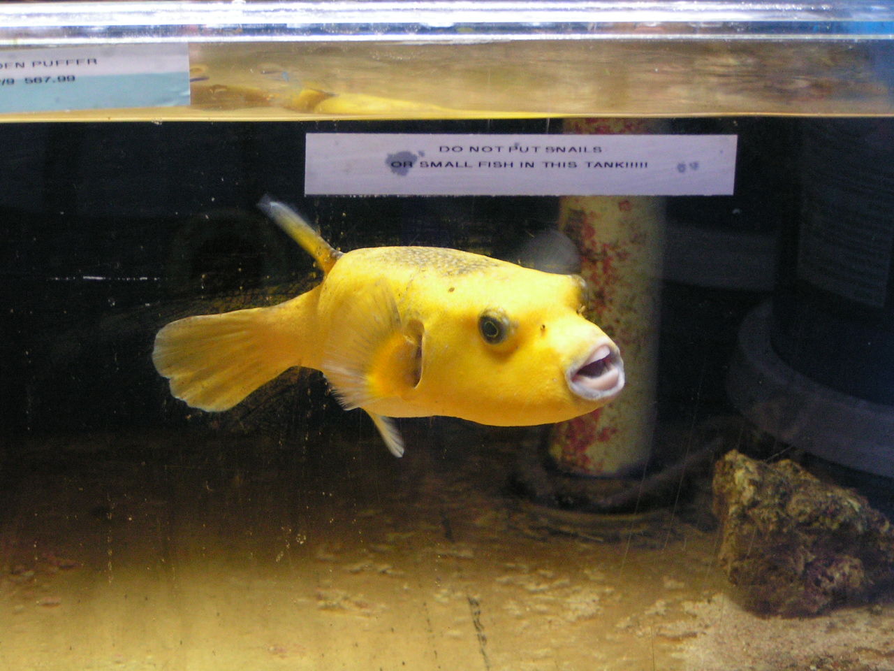 Golden Puffer - Fish - Nano-Reef Community
