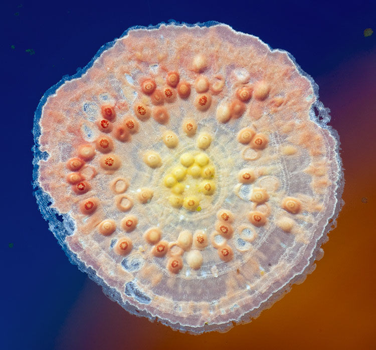 Coraline Close-up - Coralline Algae - Nano-Reef Community