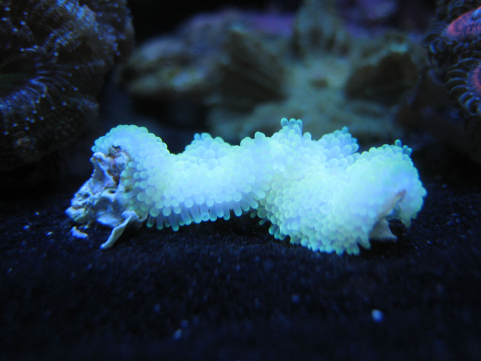 neon ricordea - Community Photos - Nano-Reef Community