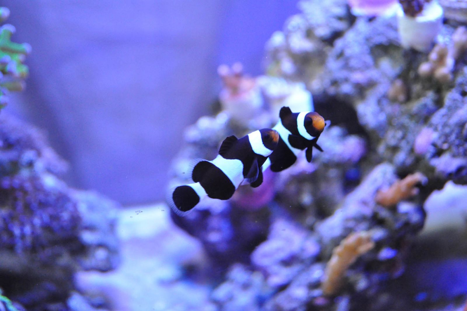 clownfish_II - Community Photos - Nano-Reef Community
