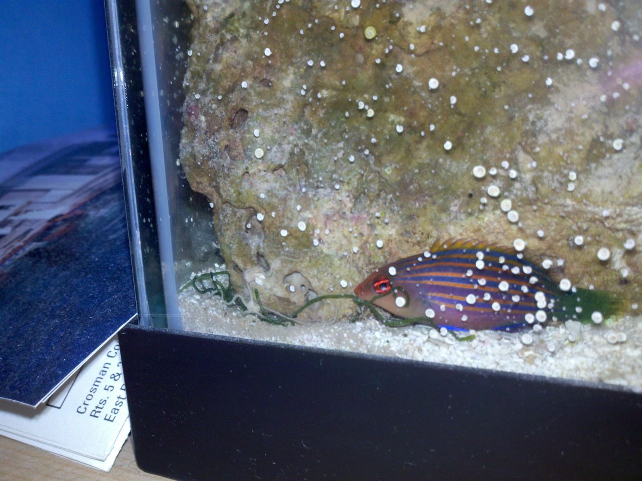 Six Lined Wrasse - Fish - Nano-Reef Community