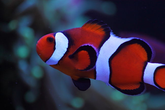 Clownfish - Fish - Nano-Reef Community