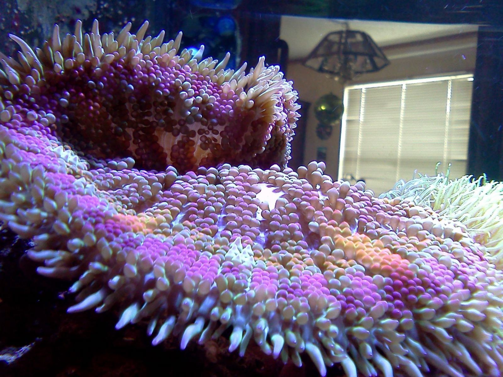 Rainbow Mini Maxi - Maxi-mini Carpet Anemones - Nano-Reef Community