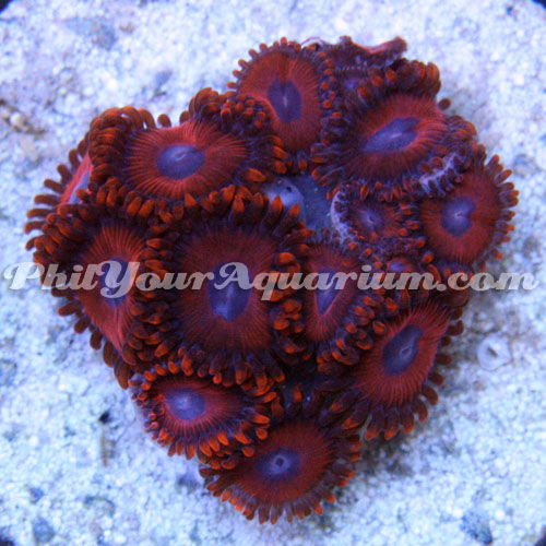 Red Bam Bams!!! - Soft Corals - Nano-Reef Community