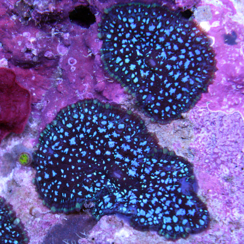 PYA Diamond Shrooms - Soft Corals - Nano-Reef Community