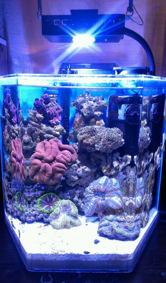 HEX REEF - Tank Shots - Nano-Reef Community