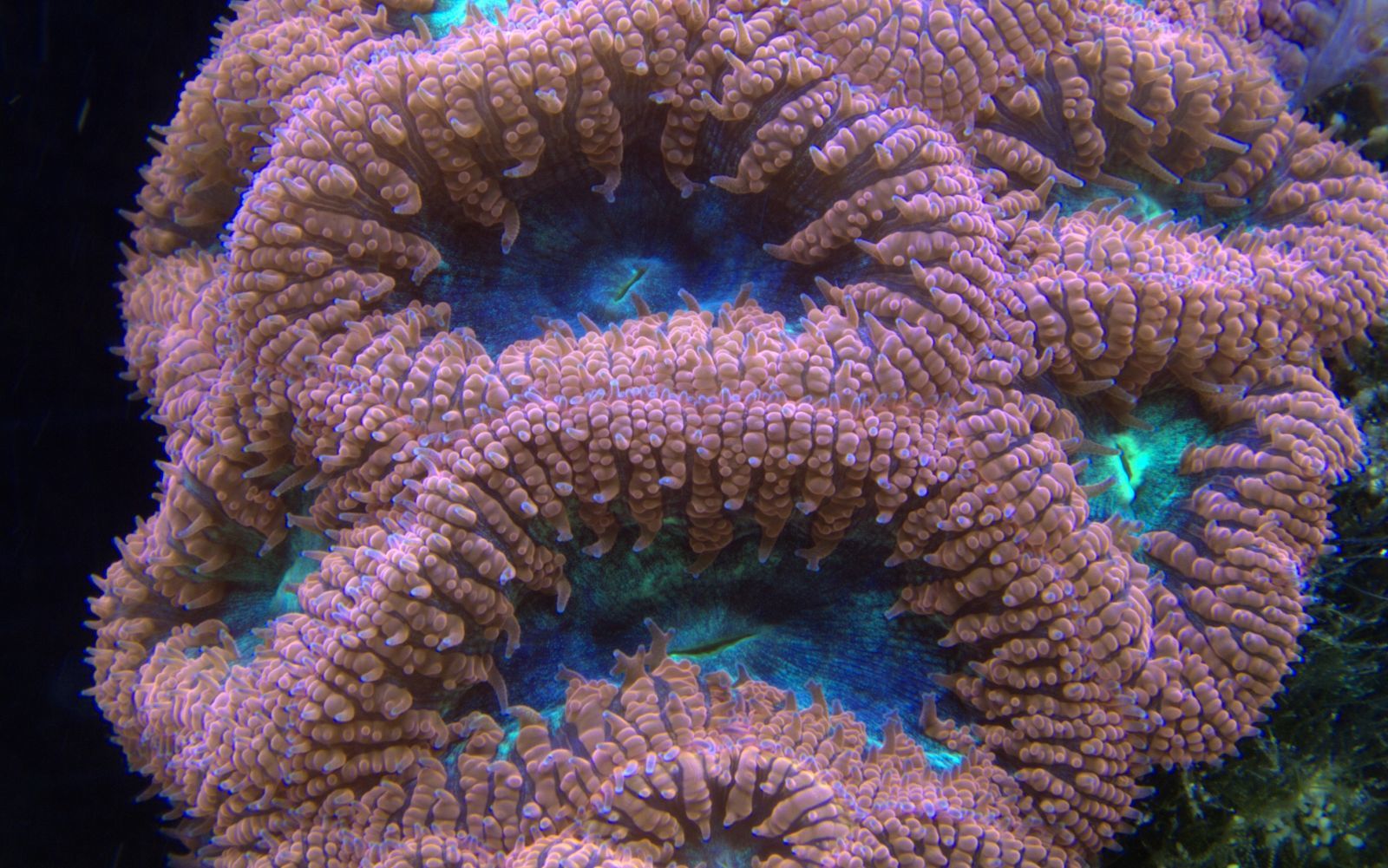 Blasto - LPS Corals - Nano-Reef Community