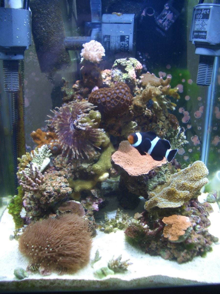 tai's full tank shot - Community Photos - Nano-Reef Community