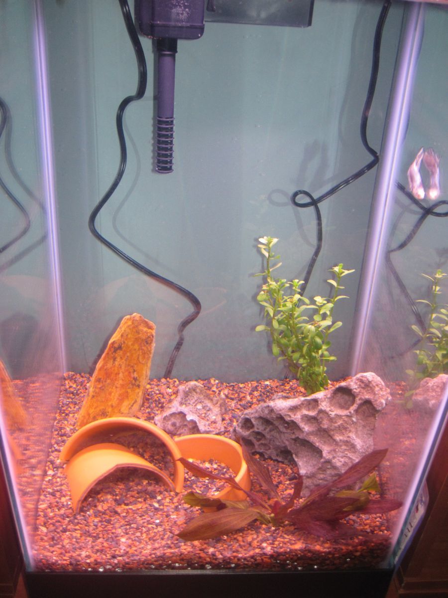 aqueon 15g column fresh water Betta tank - Community Photos - Nano-Reef ...