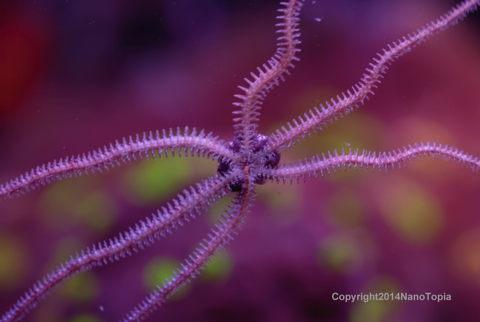 Mini Brittle Starfish - Invertebrates - Nano-Reef Community