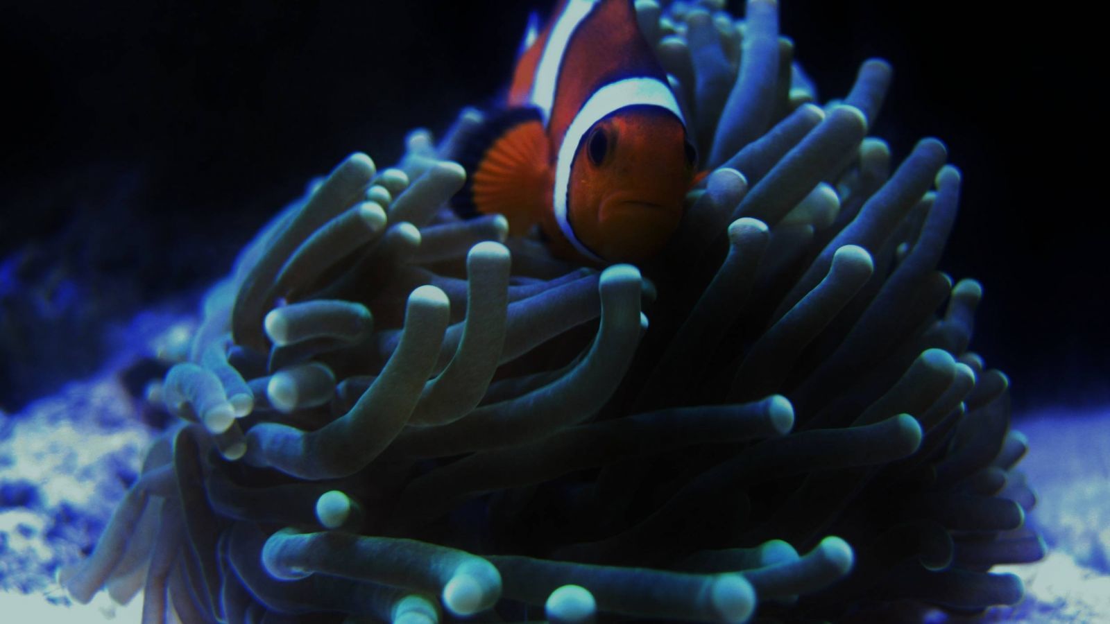 A Clownfish and Her Torch - Community Photos - Nano-Reef Community